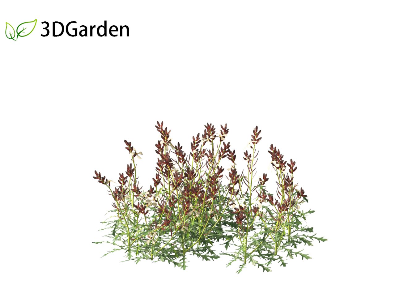 Eruca vesicaria – Arugula 3D Model - 3DGardenPlants