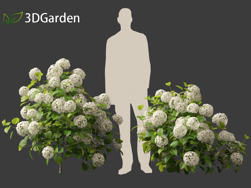 Hydrangea arborescens Abetwo - Smooth hydrangea 3D Model - 3DGardenPlants