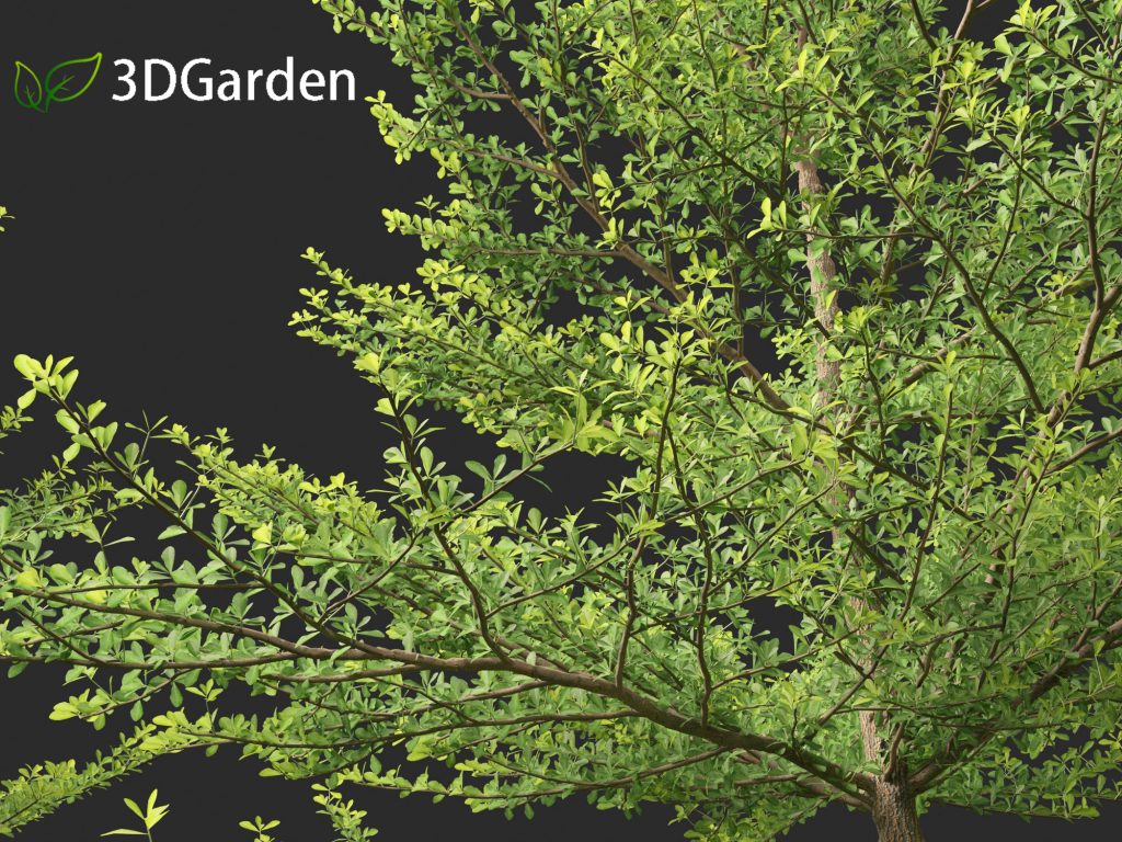 Terminalia mantaly - Madagascar Almond 3D Model - 3DGardenPlants