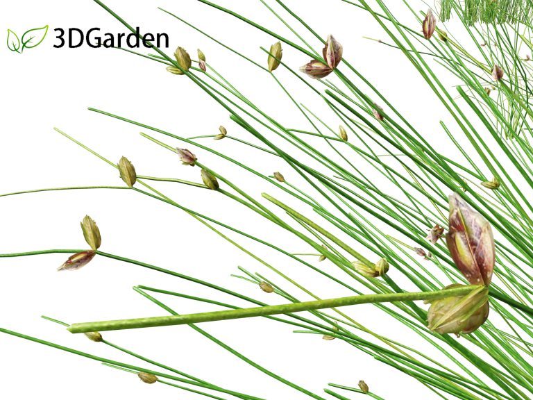 Isolepis cernua - Slender Club-rush 3D Model - 3DGardenPlants