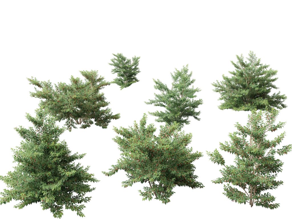 Ilex pedunculosa - Longstalk Holly 3D Model - 3DGardenPlants