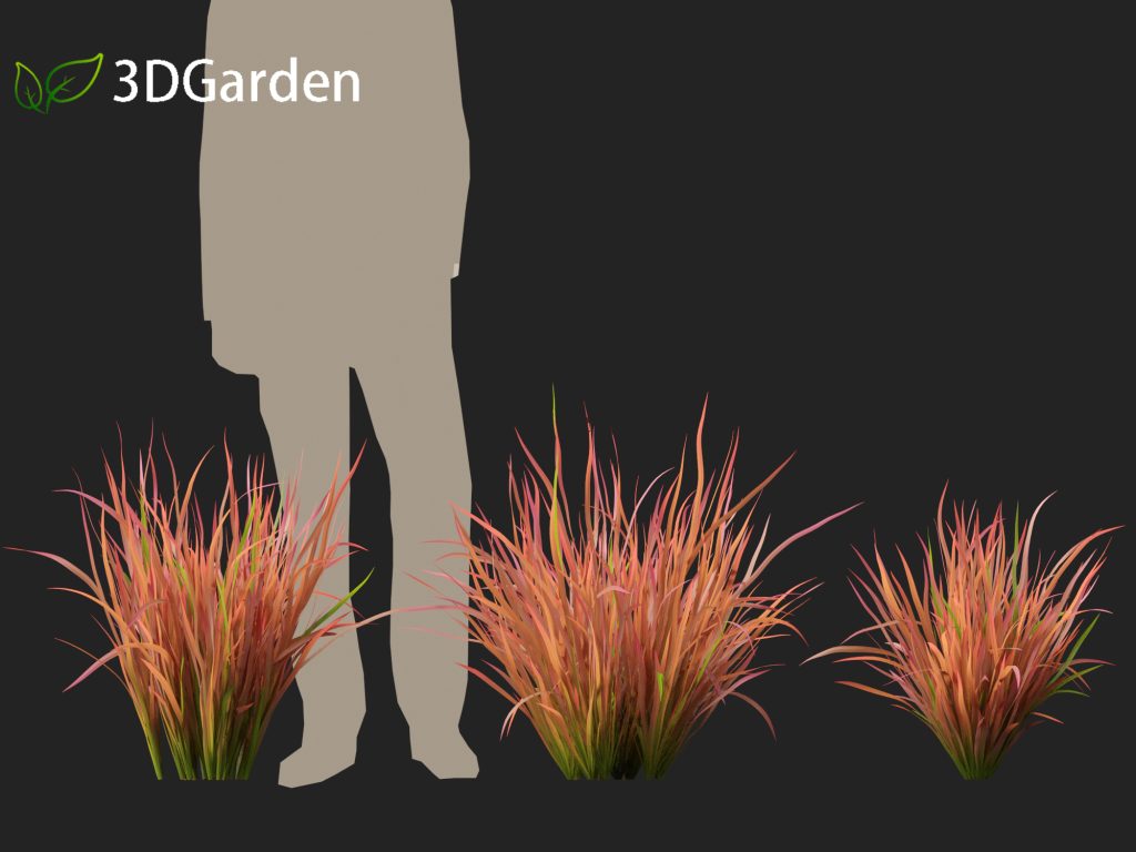 Imperata cylindrica Red Baron - Japanese Blood Grass 3D Model