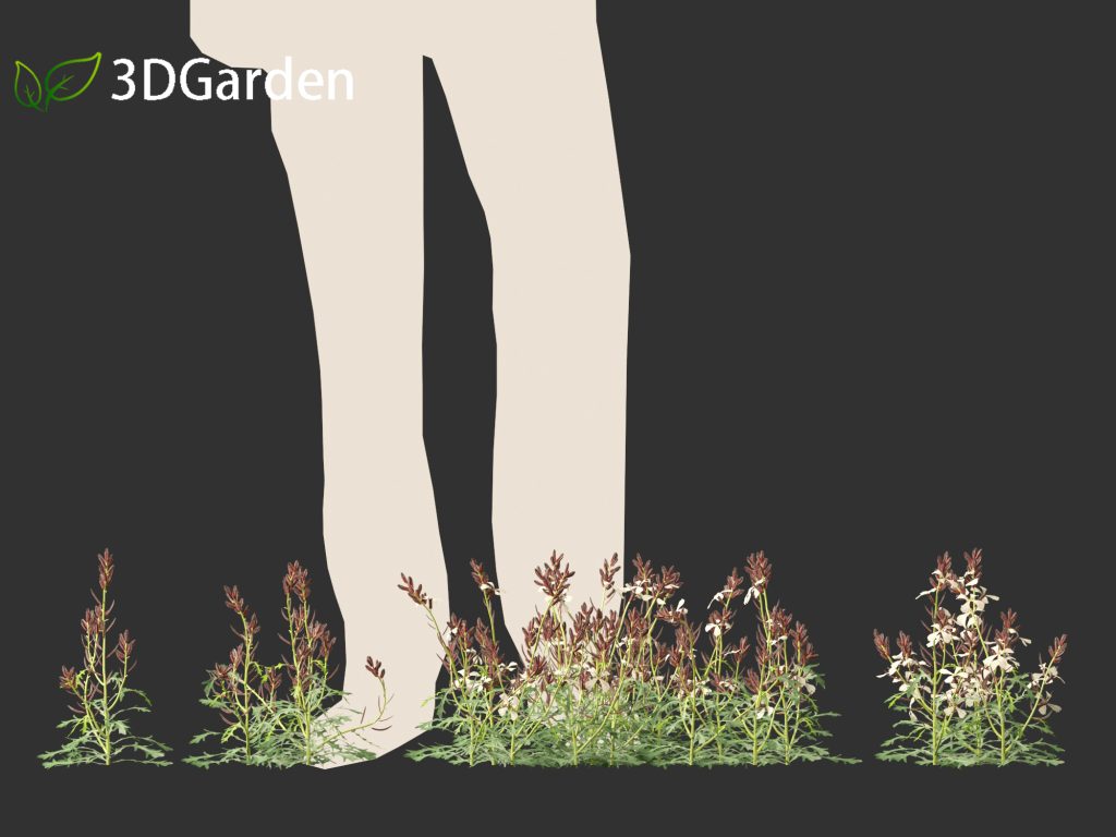 Eruca vesicaria – Arugula 3D Model - 3DGardenPlants