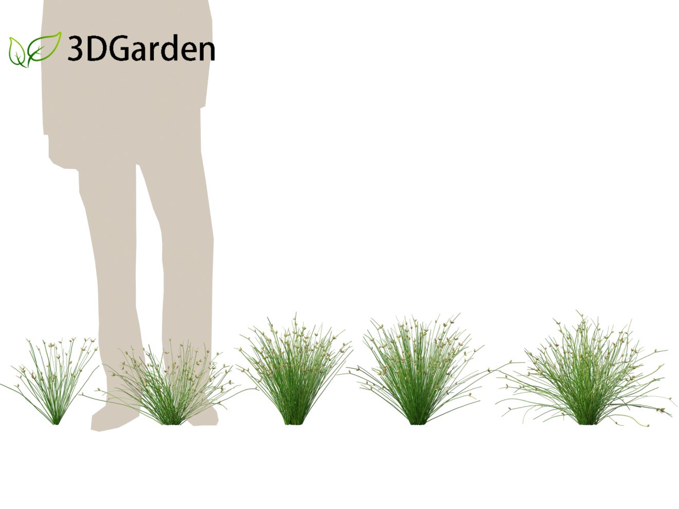 Isolepis cernua - Slender Club-rush 3D Model - 3DGardenPlants