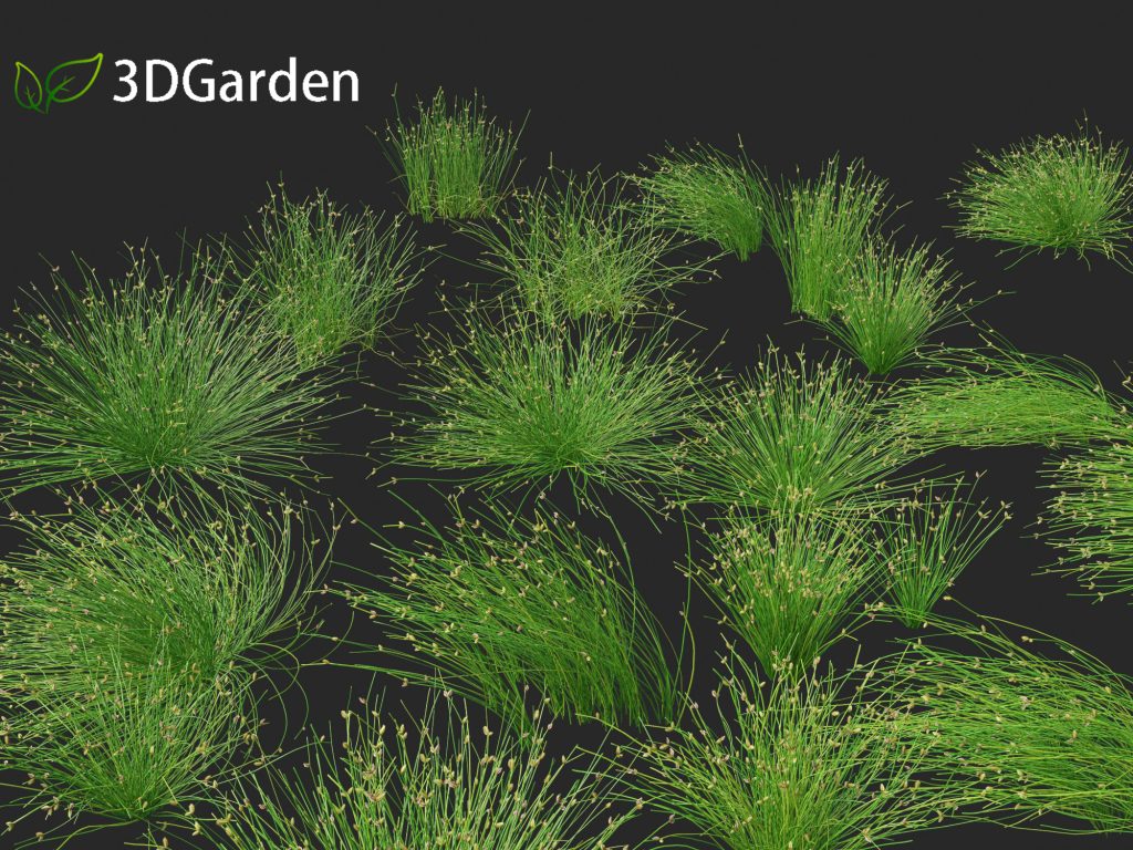Isolepis cernua - Slender Club-rush 3D Model - 3DGardenPlants