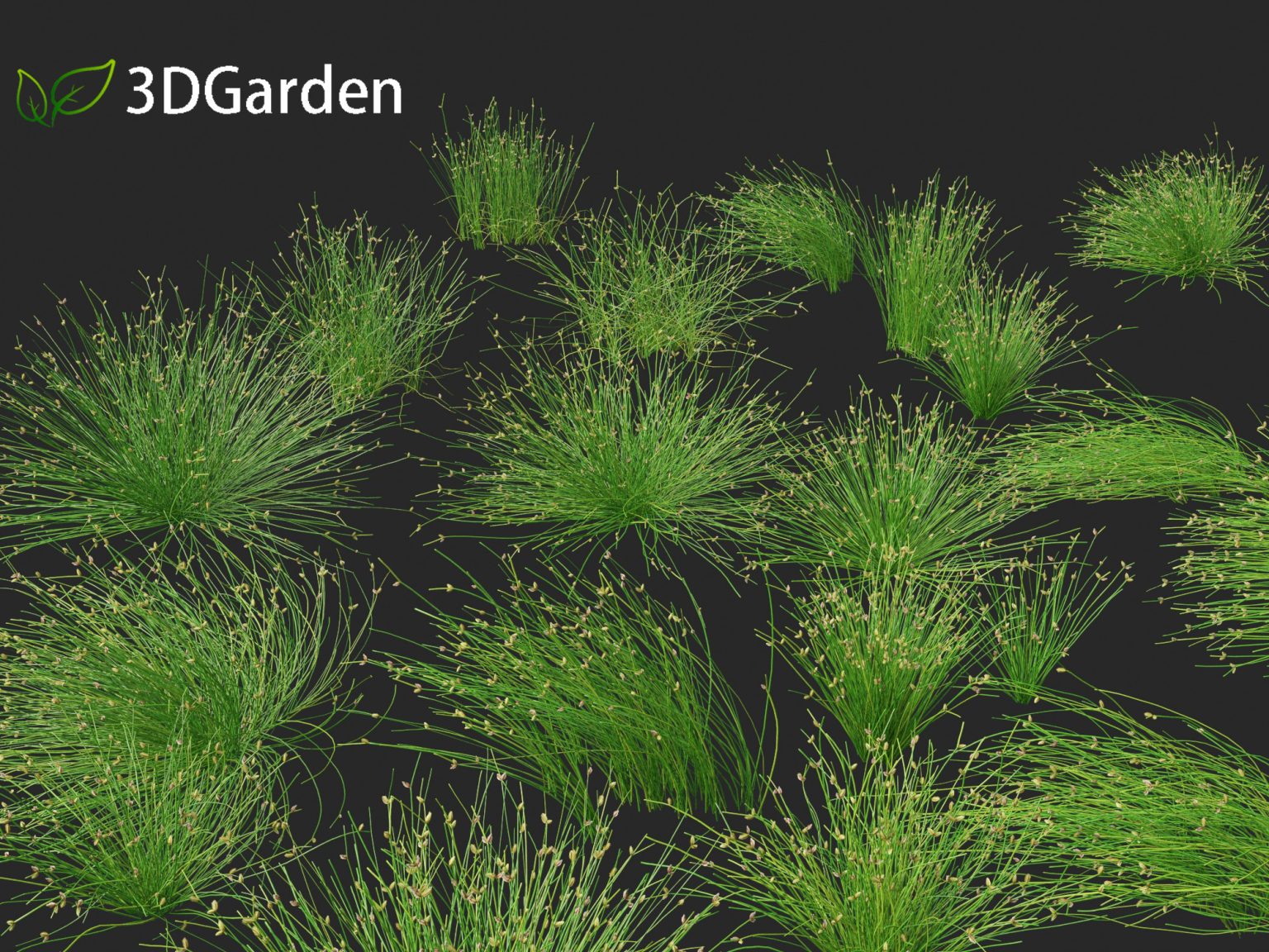 Isolepis cernua - Slender Club-rush 3D Model - 3DGardenPlants
