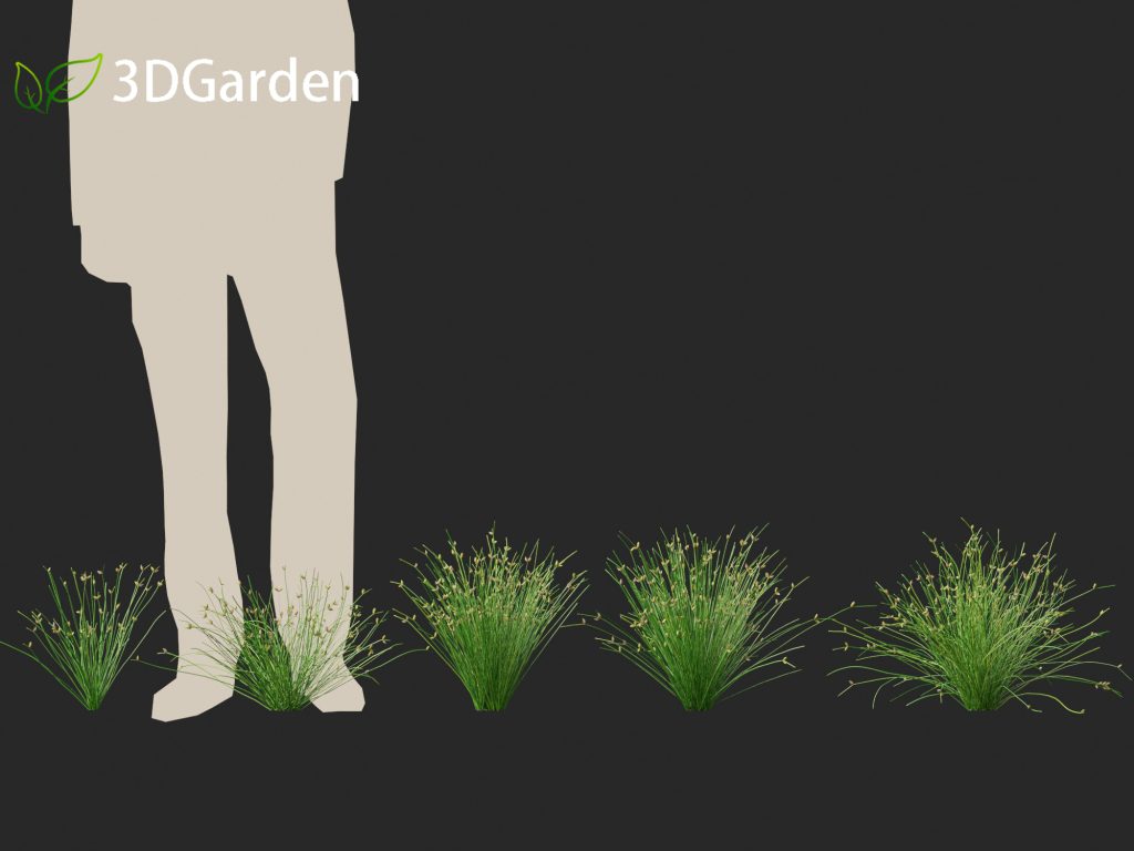 Isolepis cernua - Slender Club-rush 3D Model - 3DGardenPlants
