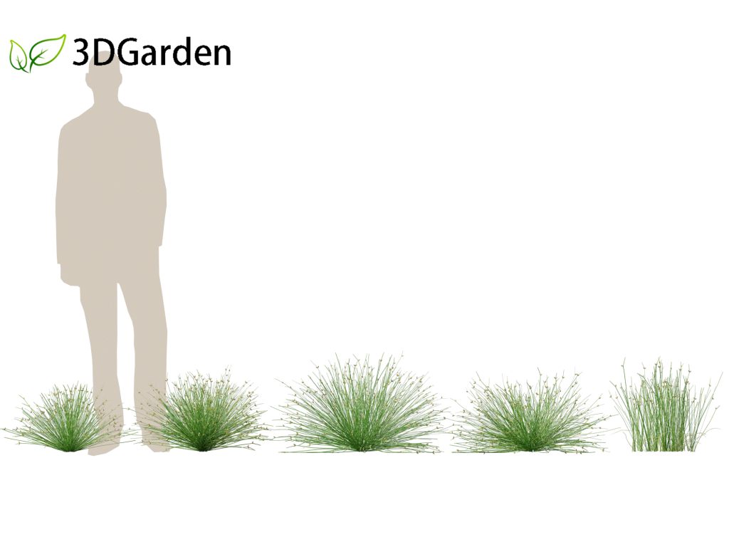 Isolepis cernua - Slender Club-rush 3D Model - 3DGardenPlants