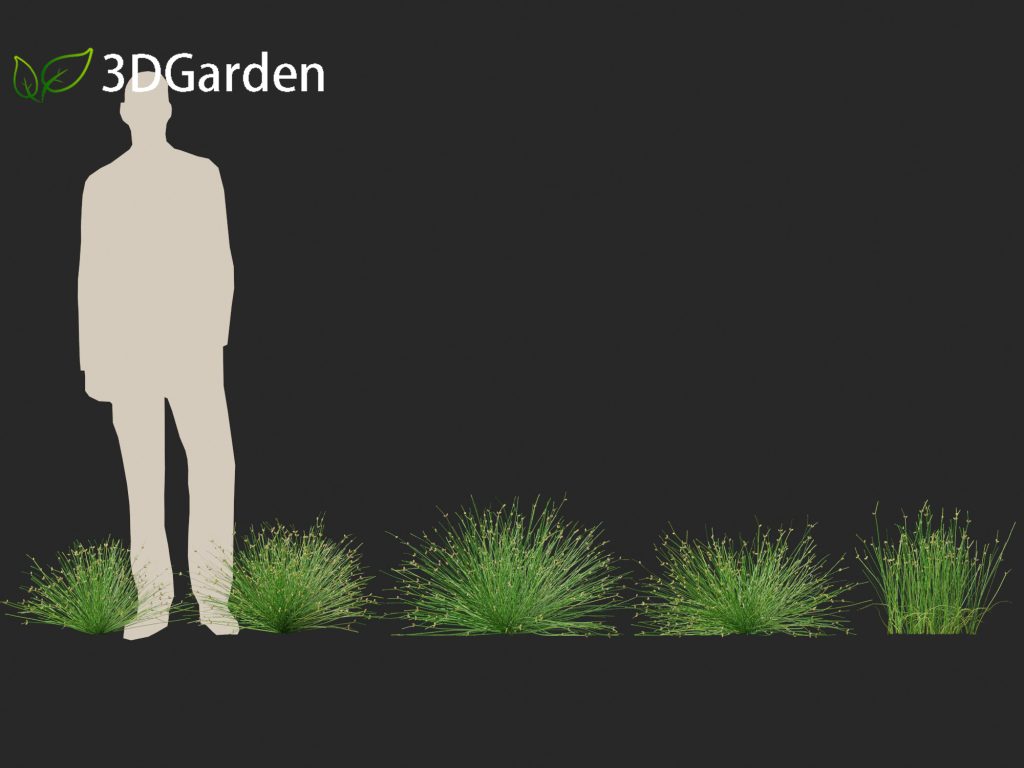 Isolepis cernua - Slender Club-rush 3D Model - 3DGardenPlants