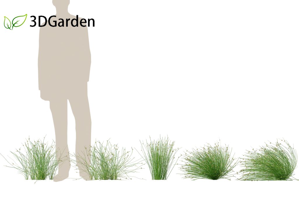 Isolepis cernua - Slender Club-rush 3D Model - 3DGardenPlants