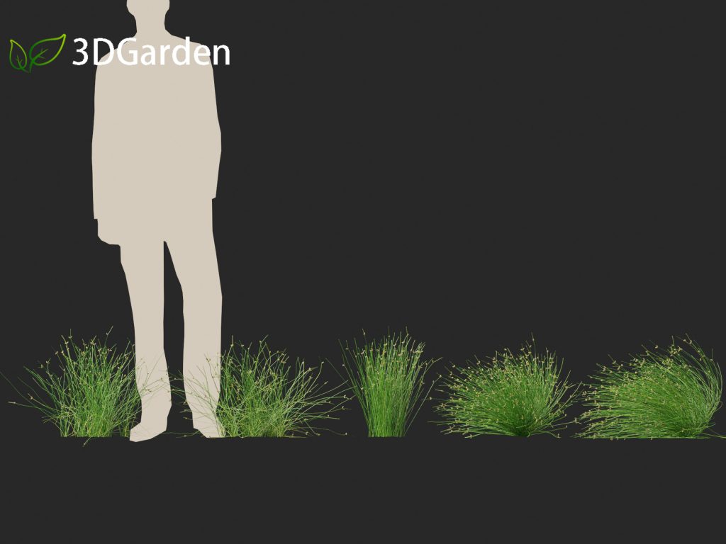 Isolepis cernua - Slender Club-rush 3D Model - 3DGardenPlants