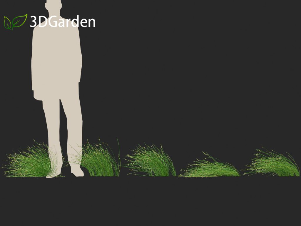 Isolepis cernua - Slender Club-rush 3D Model - 3DGardenPlants