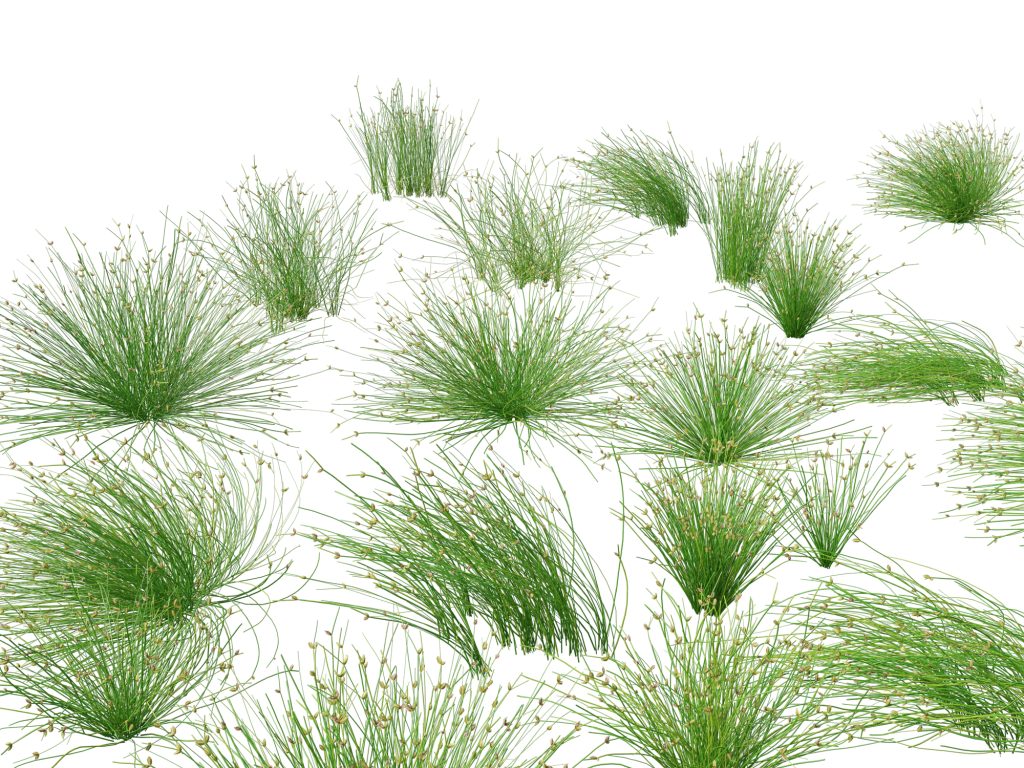 Isolepis cernua - Slender Club-rush 3D Model - 3DGardenPlants