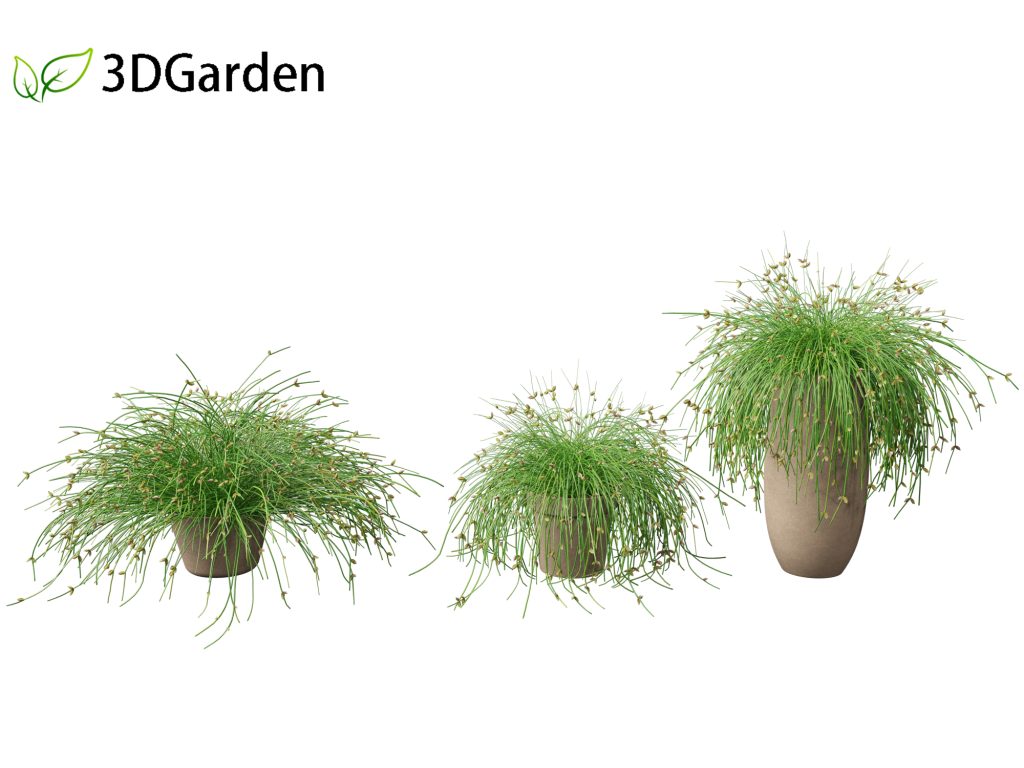 Isolepis cernua - Slender Club-rush 02 3D Model - 3DGardenPlants