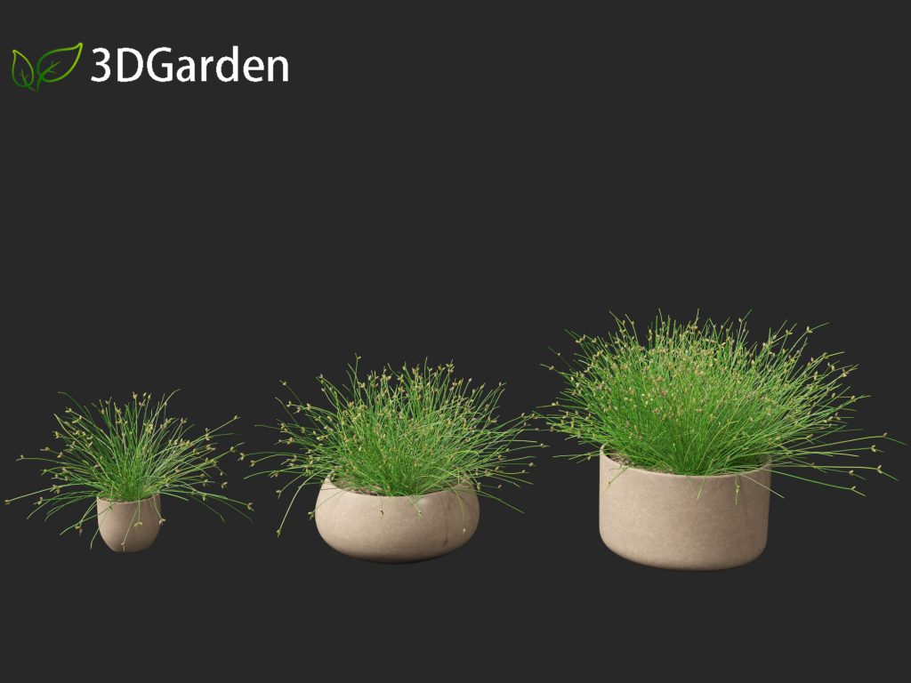 Isolepis cernua - Slender Club-rush 02 3D Model - 3DGardenPlants