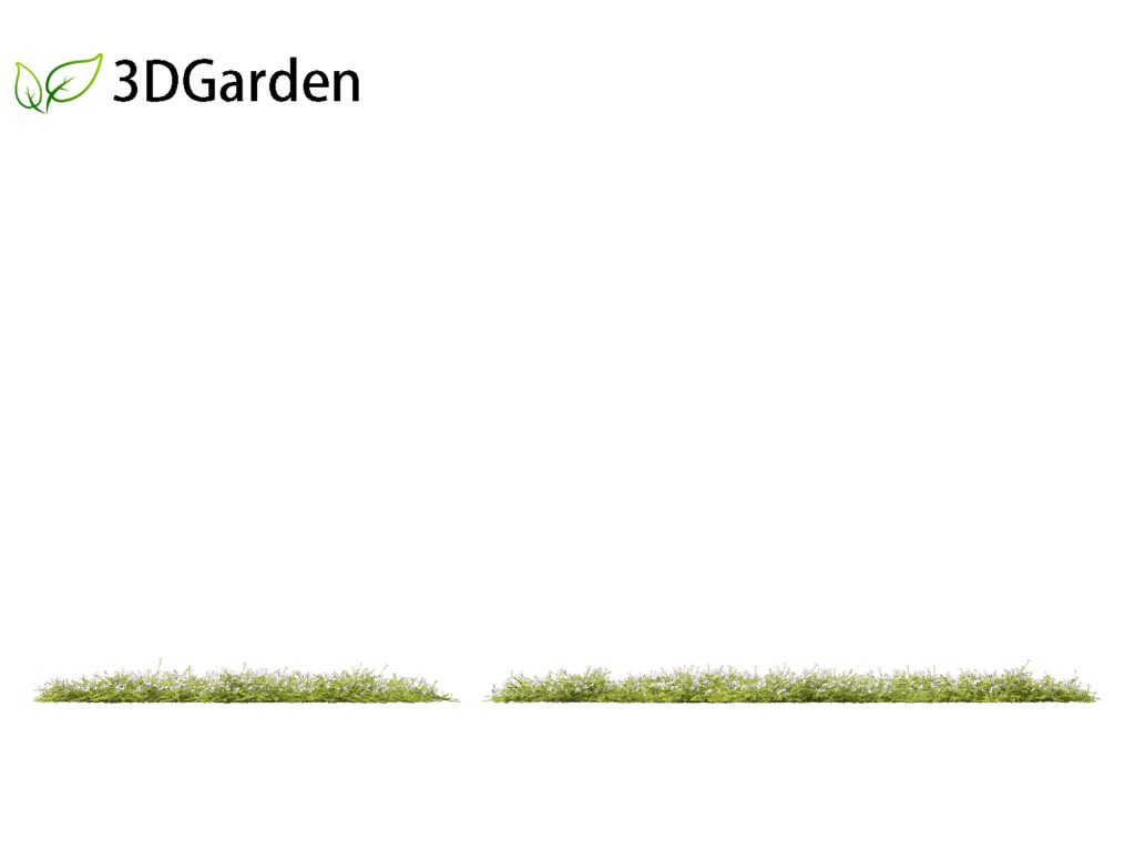 Isotoma fluviatilis - blue star creeper 3D Model - 3DGardenPlants