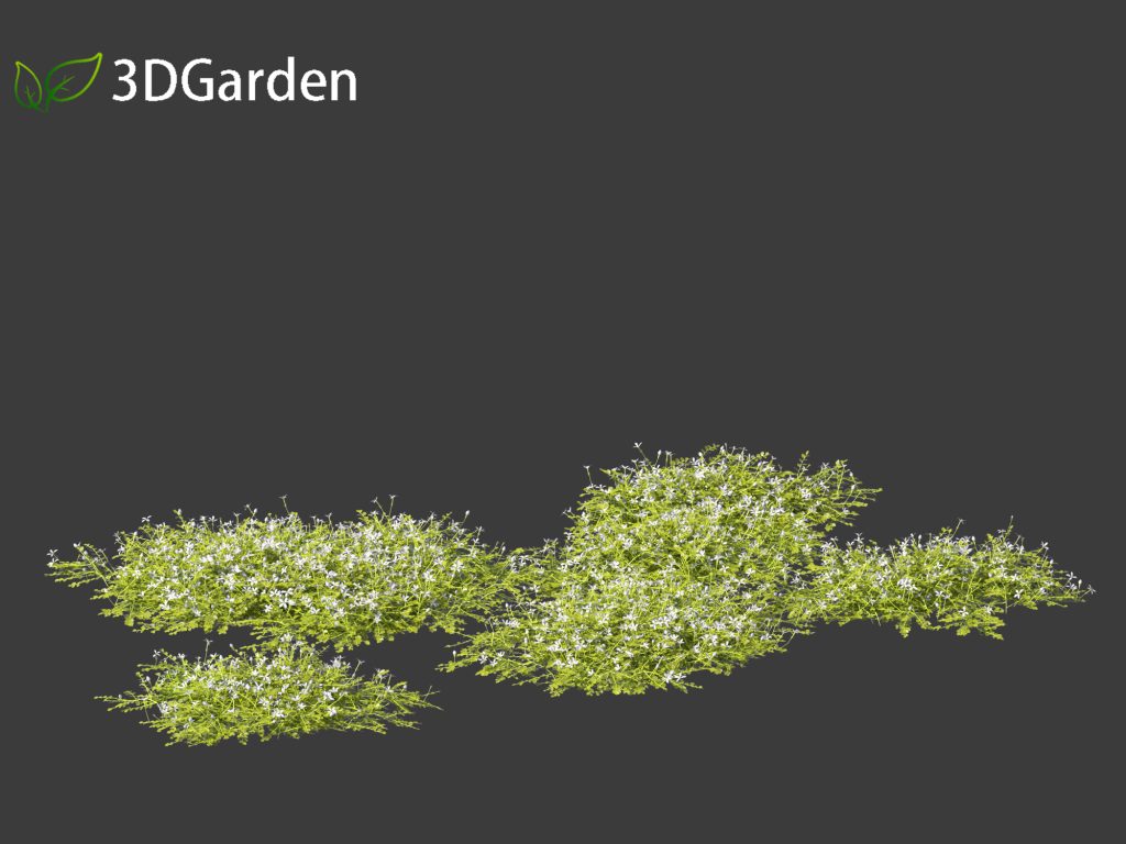 Isotoma fluviatilis - blue star creeper 3D Model - 3DGardenPlants