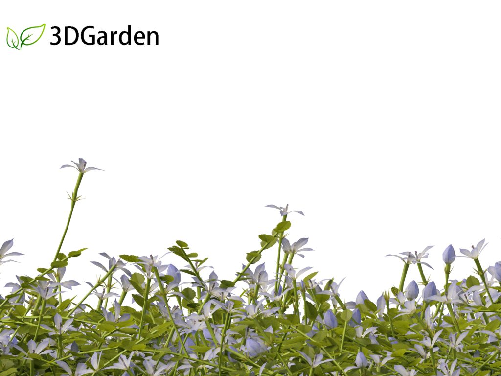 Isotoma fluviatilis - blue star creeper 3D Model - 3DGardenPlants