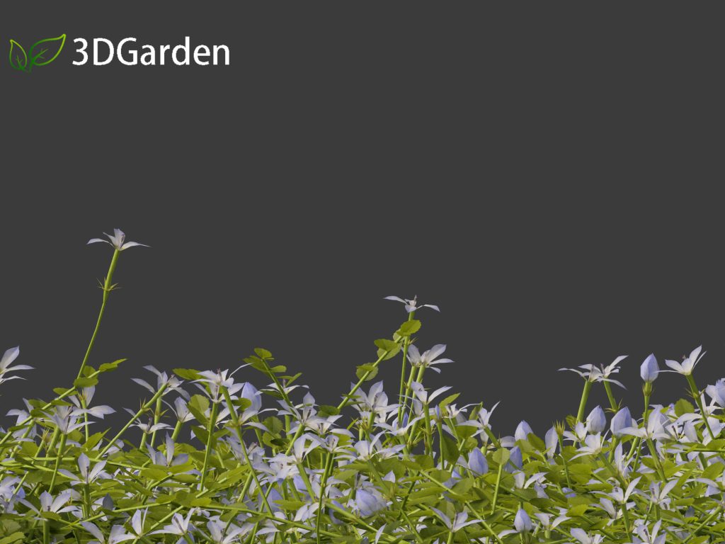 Isotoma fluviatilis - blue star creeper 3D Model - 3DGardenPlants