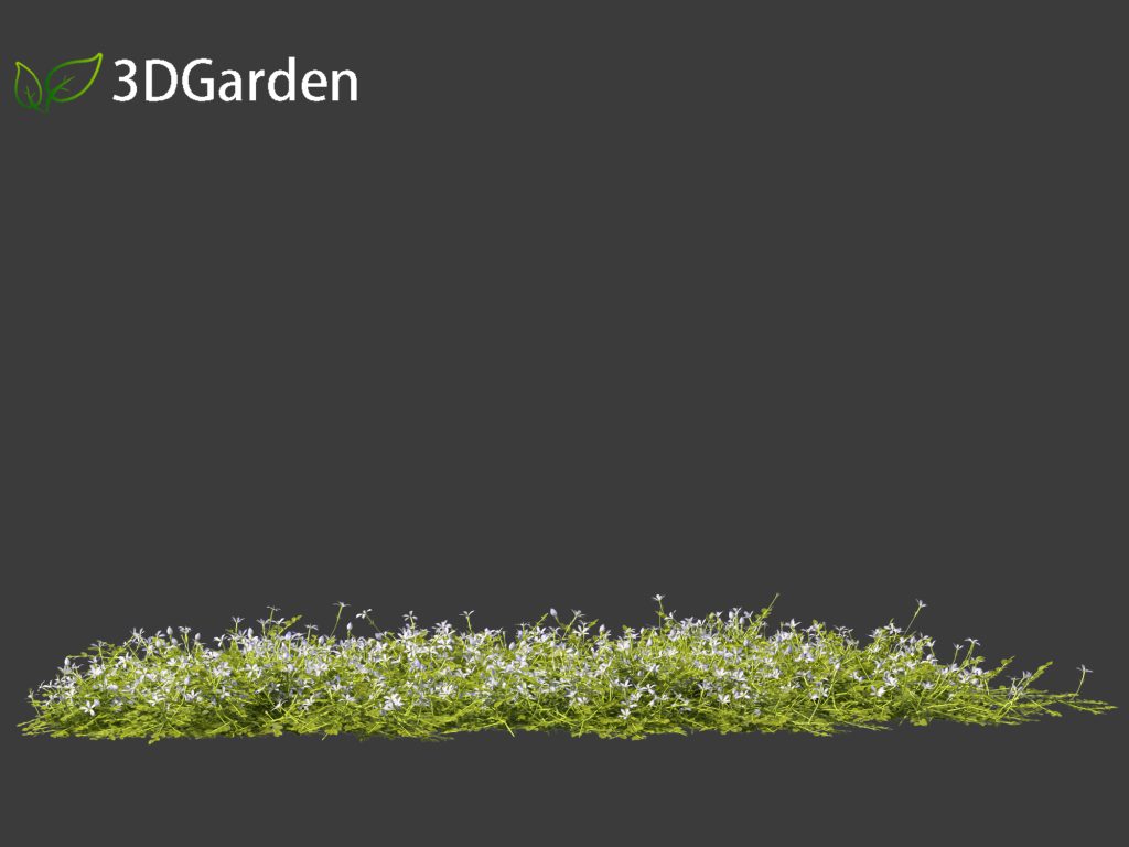 Isotoma fluviatilis - blue star creeper 3D Model - 3DGardenPlants
