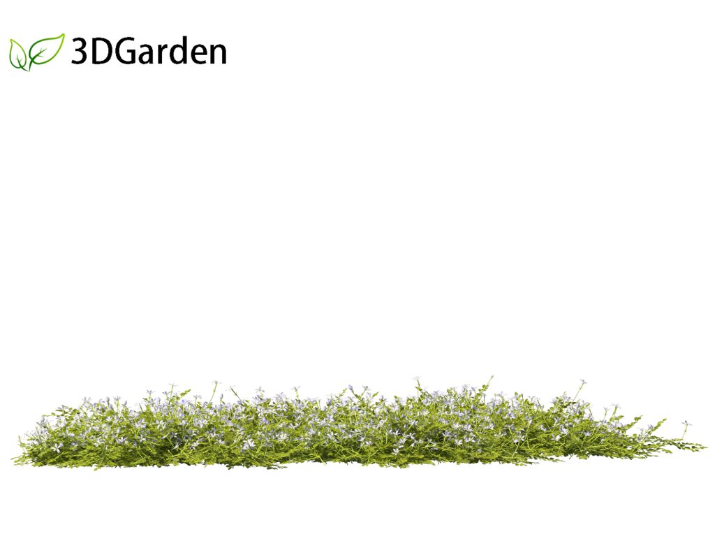 Isotoma fluviatilis - blue star creeper 3D Model - 3DGardenPlants