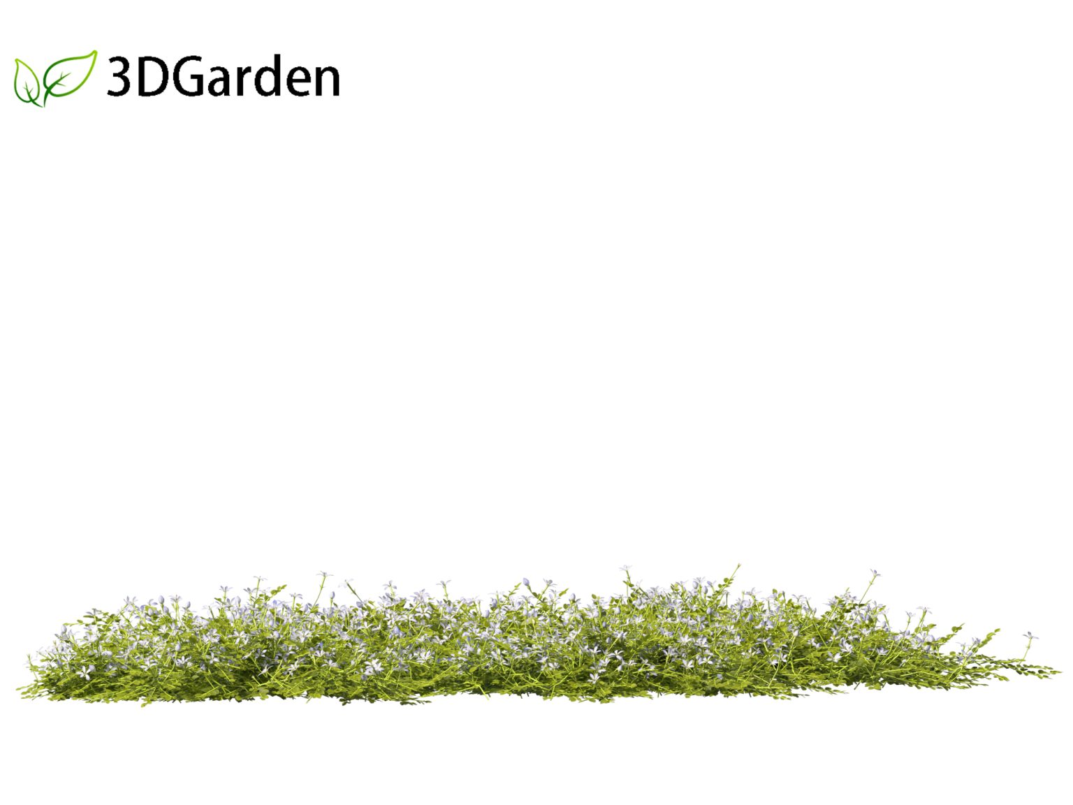 Isotoma fluviatilis - blue star creeper 3D Model - 3DGardenPlants