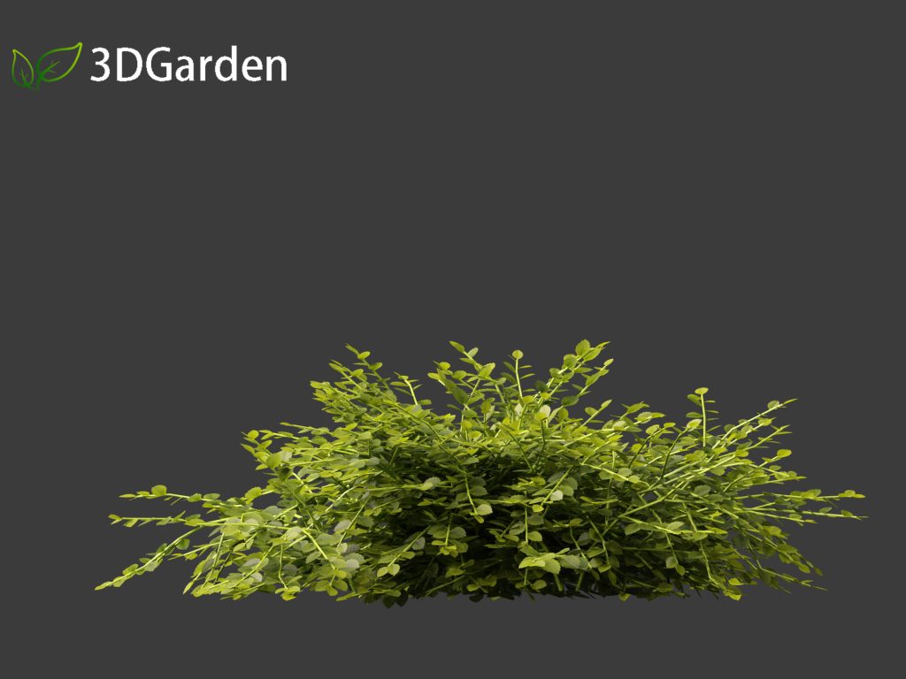 Isotoma fluviatilis - blue star creeper 3D Model - 3DGardenPlants