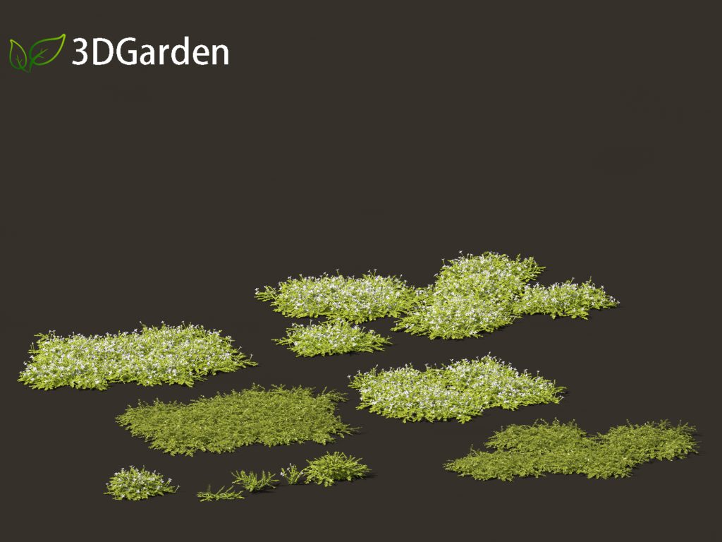 Isotoma fluviatilis - blue star creeper 3D Model - 3DGardenPlants
