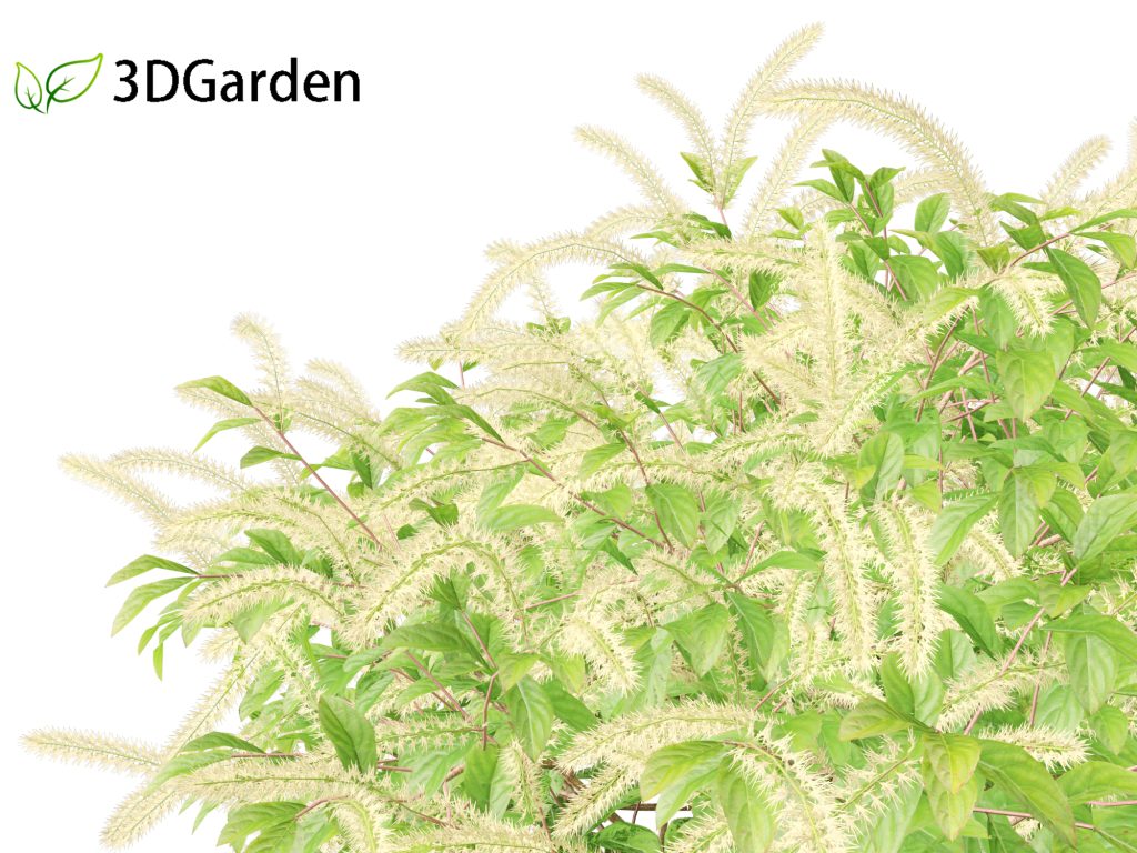 Itea virginica - Virginia sweetspire 3D Model - 3DGardenPlants