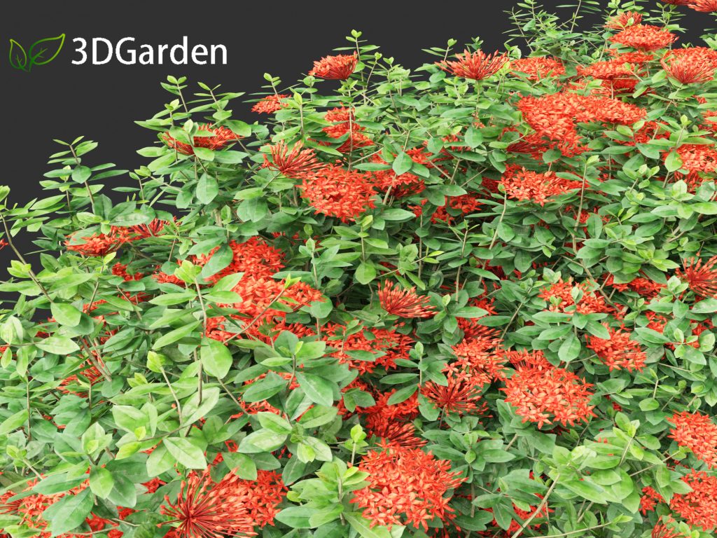 Ixora taiwanensis - Dwarf plant 3D Model - 3DGardenPlants
