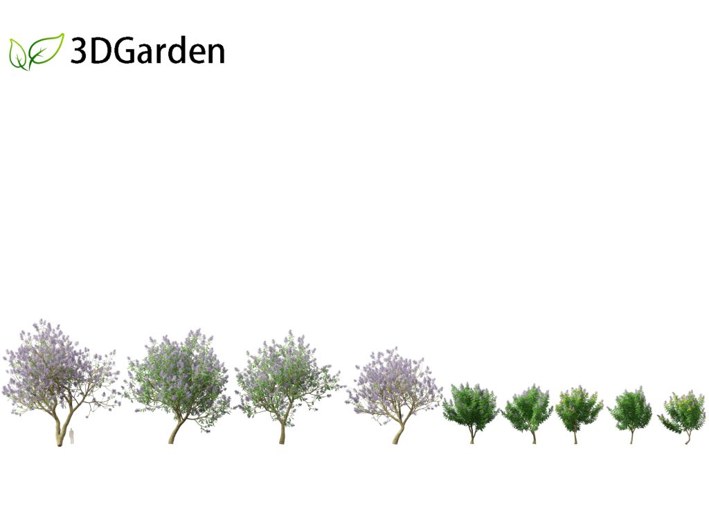 Jacaranda mimosifolia 3D Model - 3DGardenPlants