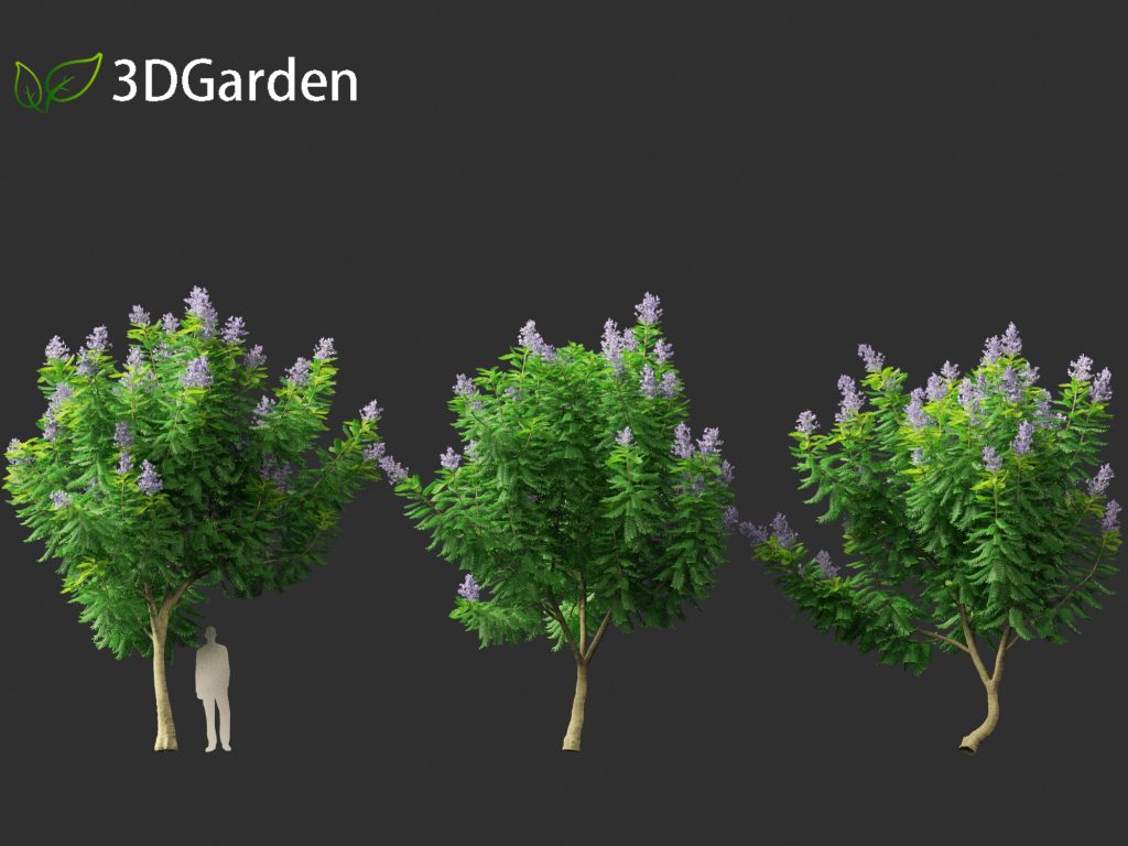 Jacaranda mimosifolia 3D Model - 3DGardenPlants