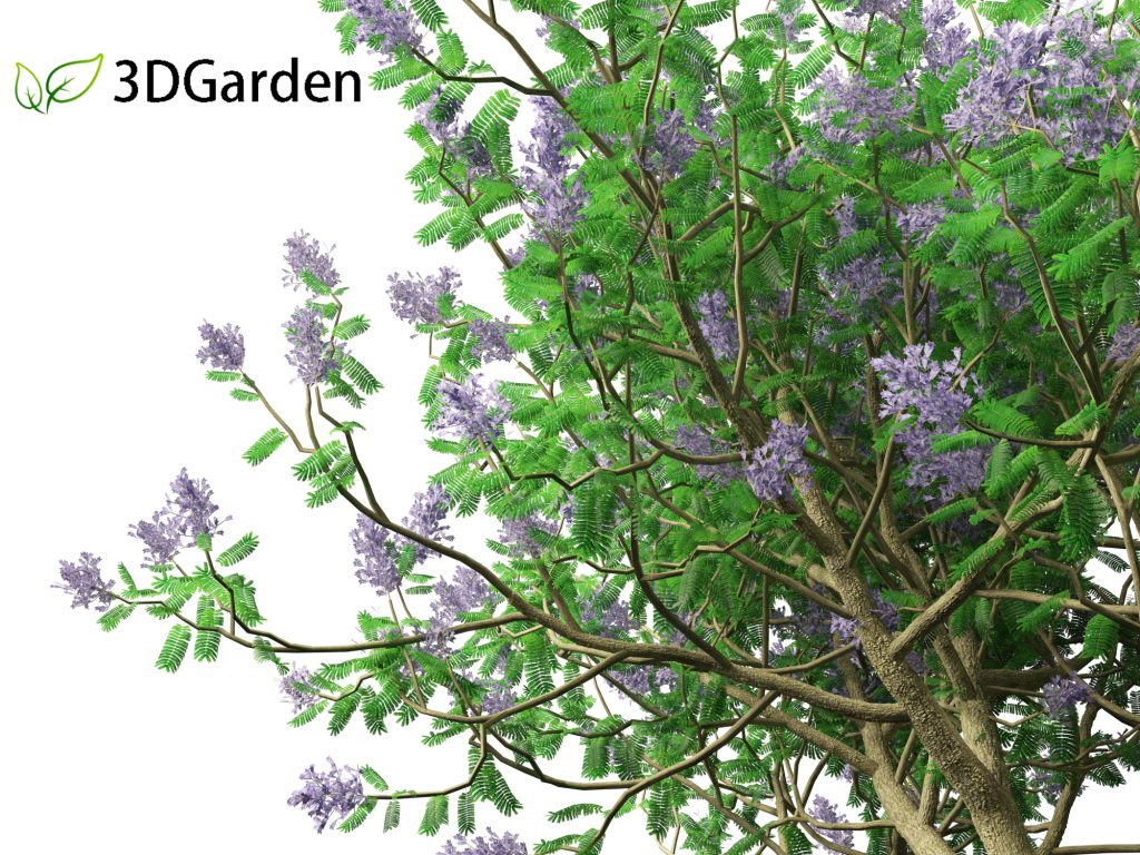 Jacaranda mimosifolia 3D Model - 3DGardenPlants