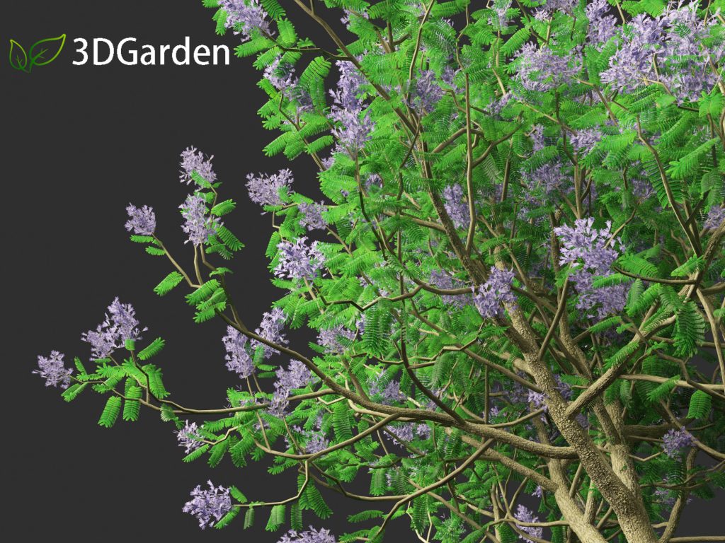 Jacaranda mimosifolia 3D Model - 3DGardenPlants