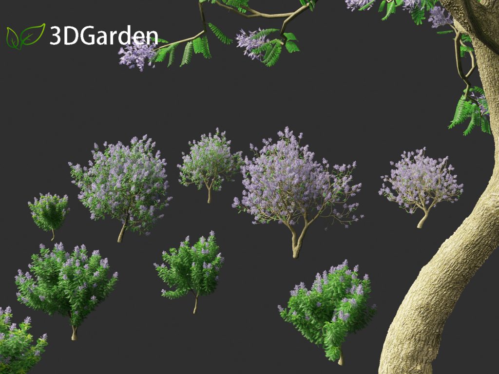 Jacaranda mimosifolia 3D Model - 3DGardenPlants