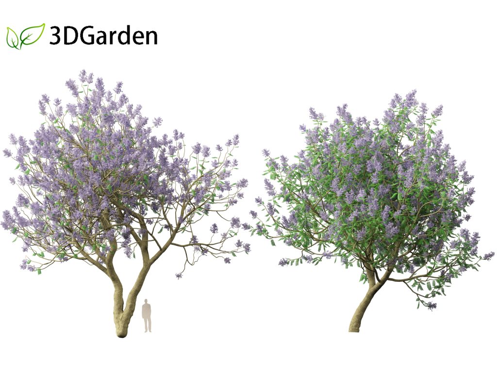 Jacaranda mimosifolia 3D Model - 3DGardenPlants