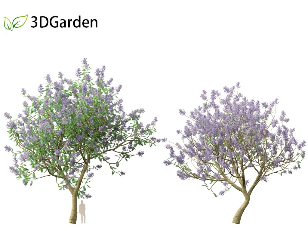 Jacaranda mimosifolia 3D Model - 3DGardenPlants