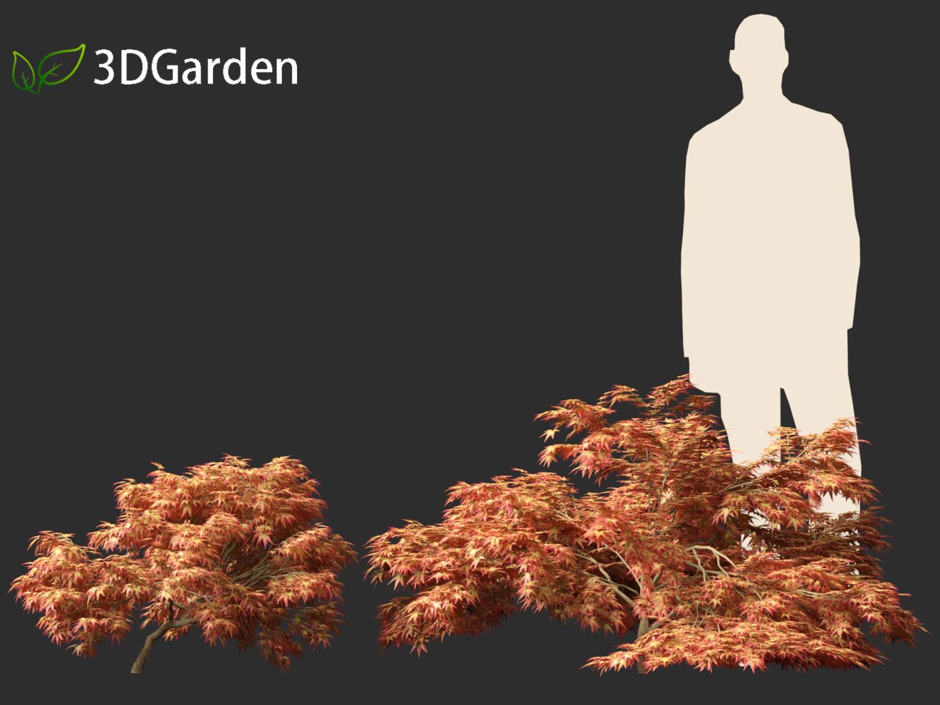 Kiyohime japanese maple 3D Model - 3DGardenPlants