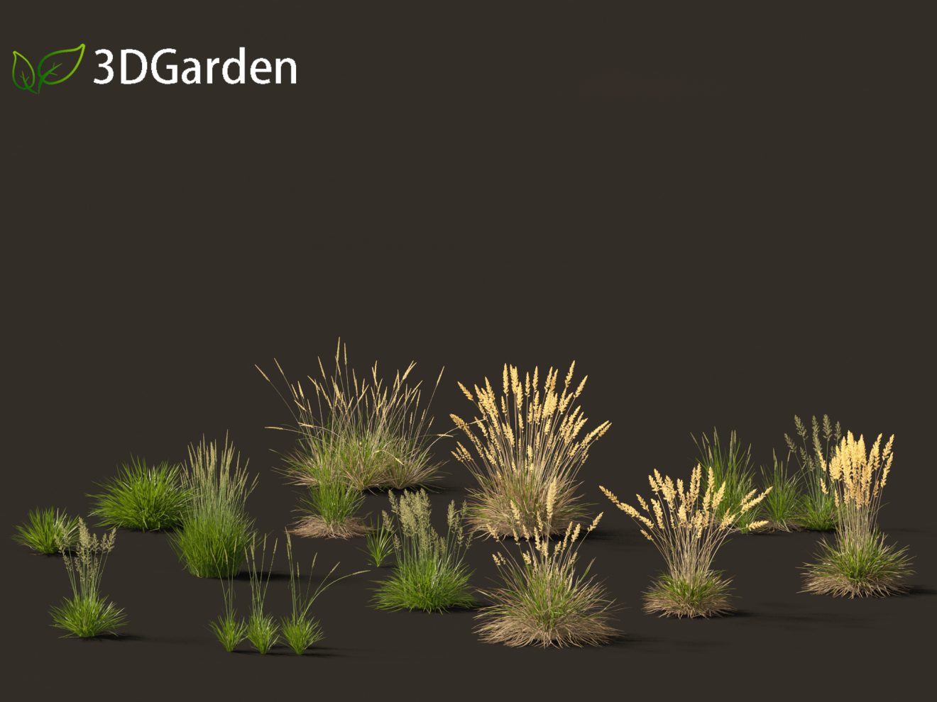 Koeleria macrantha - Prairie junegrass 3D Model - 3DGardenPlants