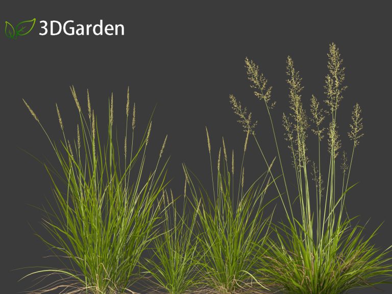 Koeleria macrantha - Prairie junegrass 3D Model - 3DGardenPlants