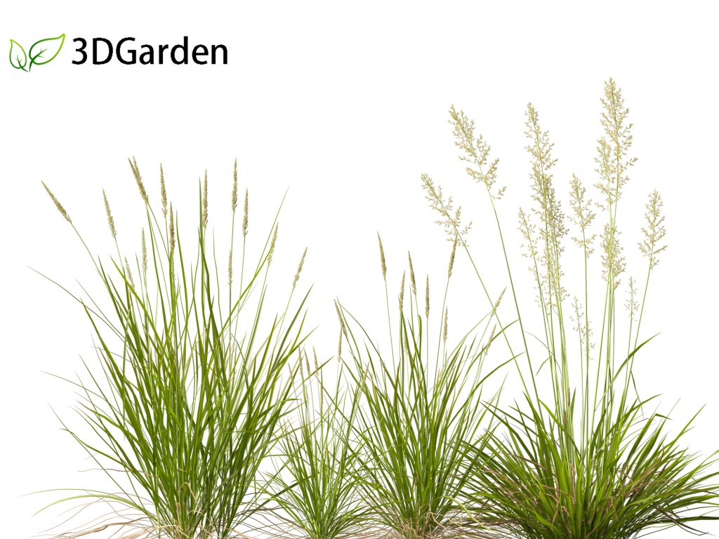 Koeleria macrantha - Prairie junegrass 3D Model - 3DGardenPlants