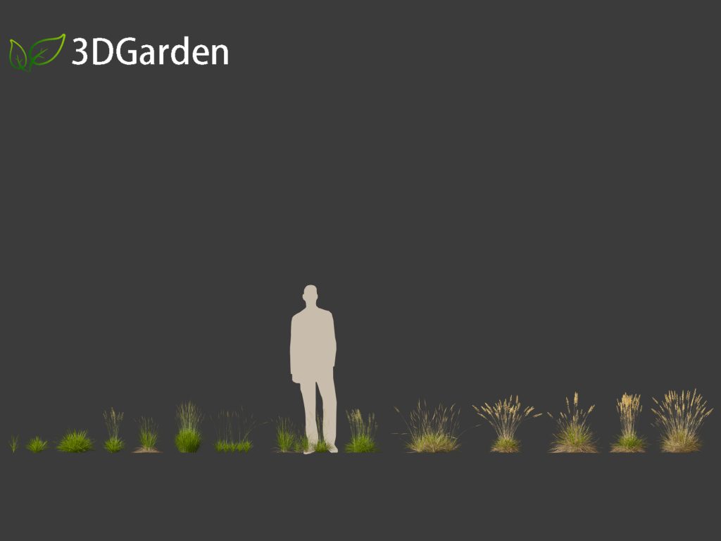 Koeleria macrantha - Prairie junegrass 3D Model - 3DGardenPlants