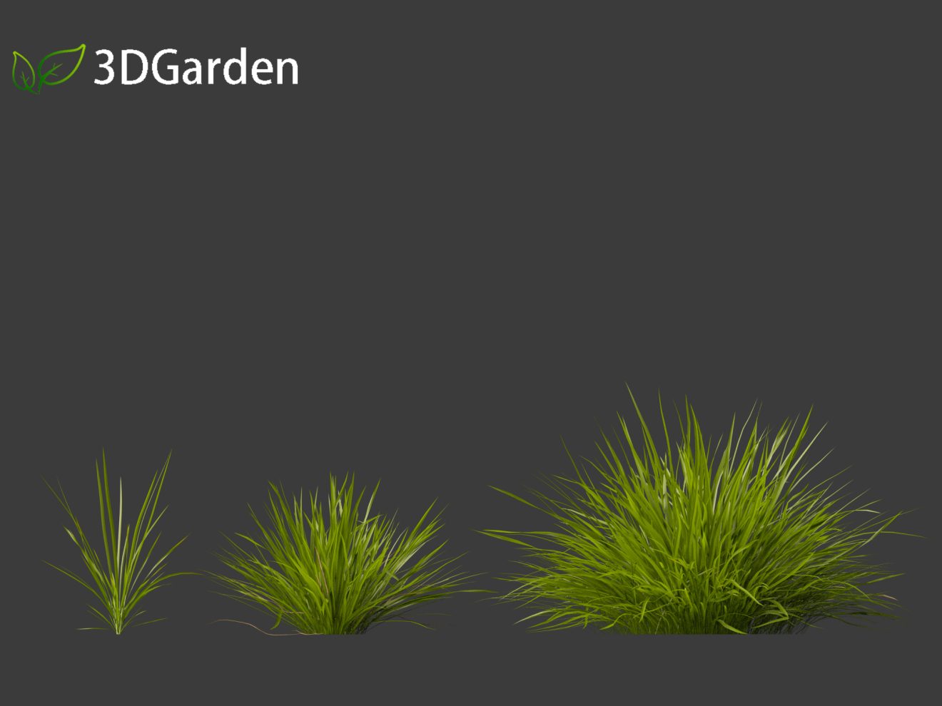 Koeleria macrantha - Prairie junegrass 3D Model - 3DGardenPlants