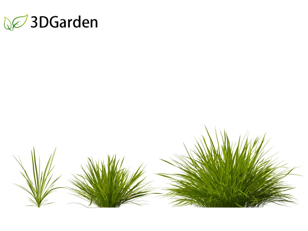 Koeleria macrantha - Prairie junegrass 3D Model - 3DGardenPlants