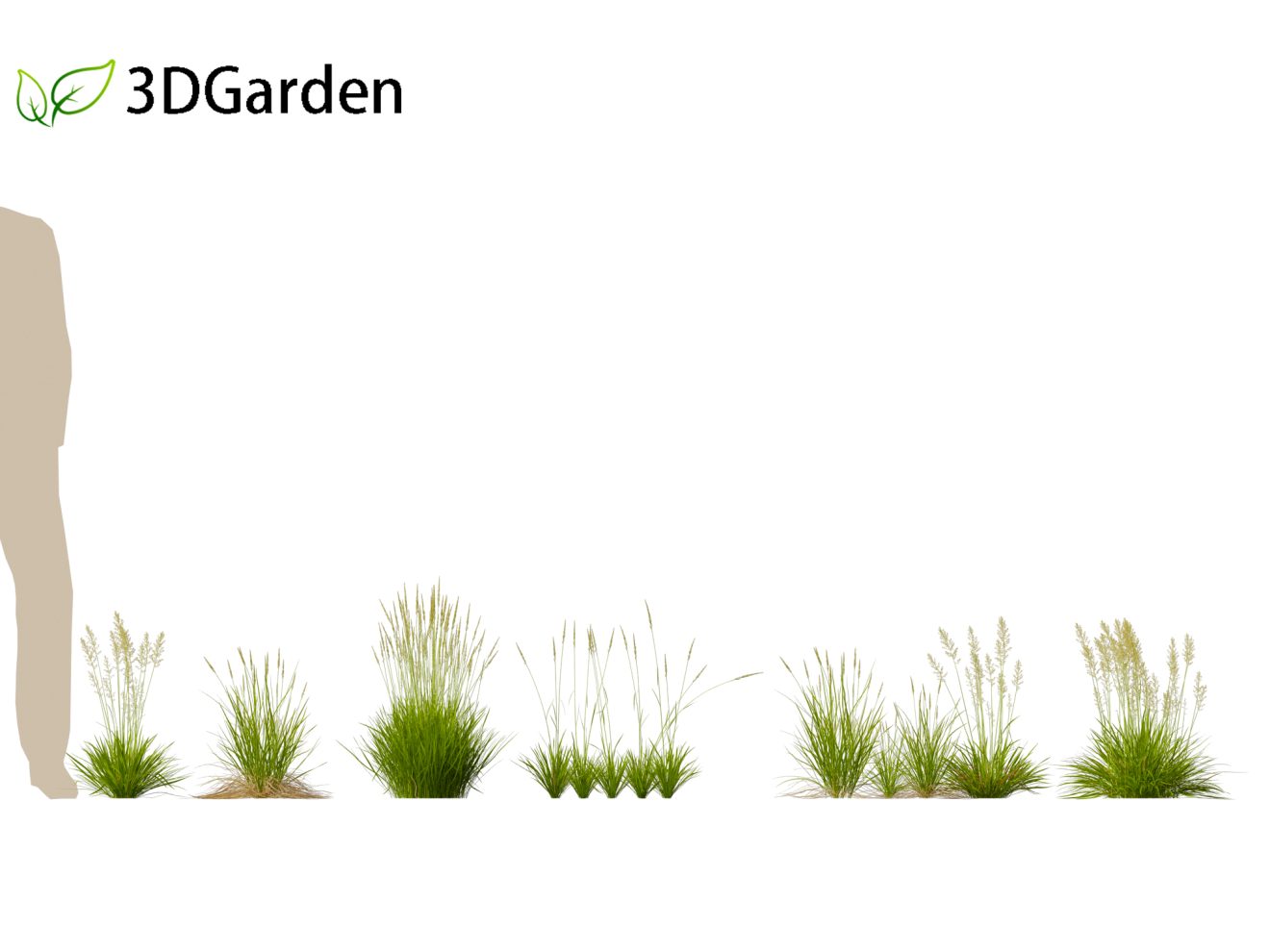 Koeleria macrantha - Prairie junegrass 3D Model - 3DGardenPlants
