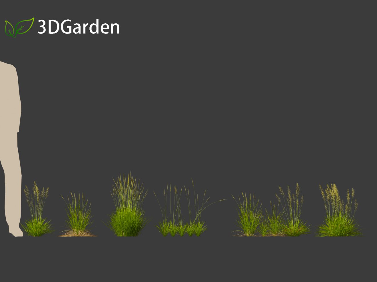 Koeleria macrantha - Prairie junegrass 3D Model - 3DGardenPlants