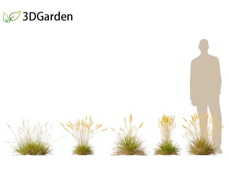 Koeleria macrantha - Prairie junegrass 3D Model - 3DGardenPlants