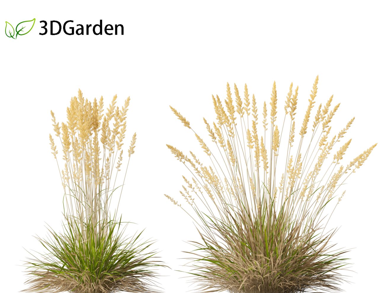 Koeleria macrantha - Prairie junegrass 3D Model - 3DGardenPlants