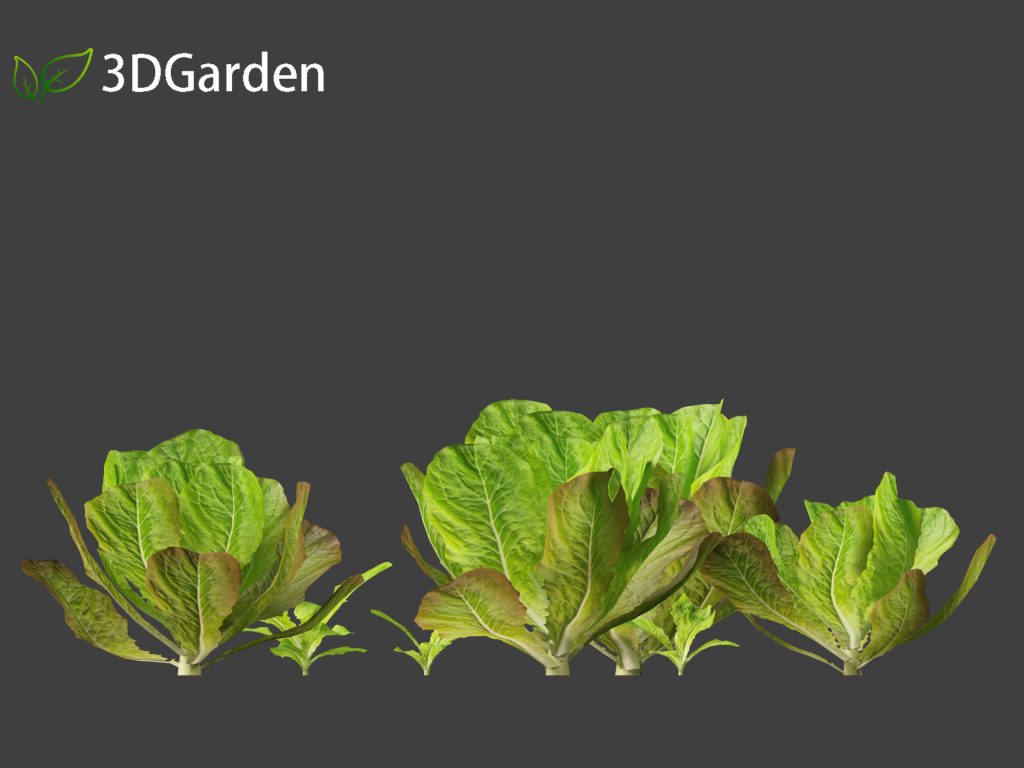 Lactuca sativa – Lettuce 3D Model - 3DGardenPlants