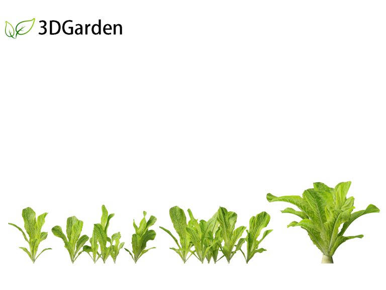 Lactuca sativa – Lettuce 3D Model - 3DGardenPlants